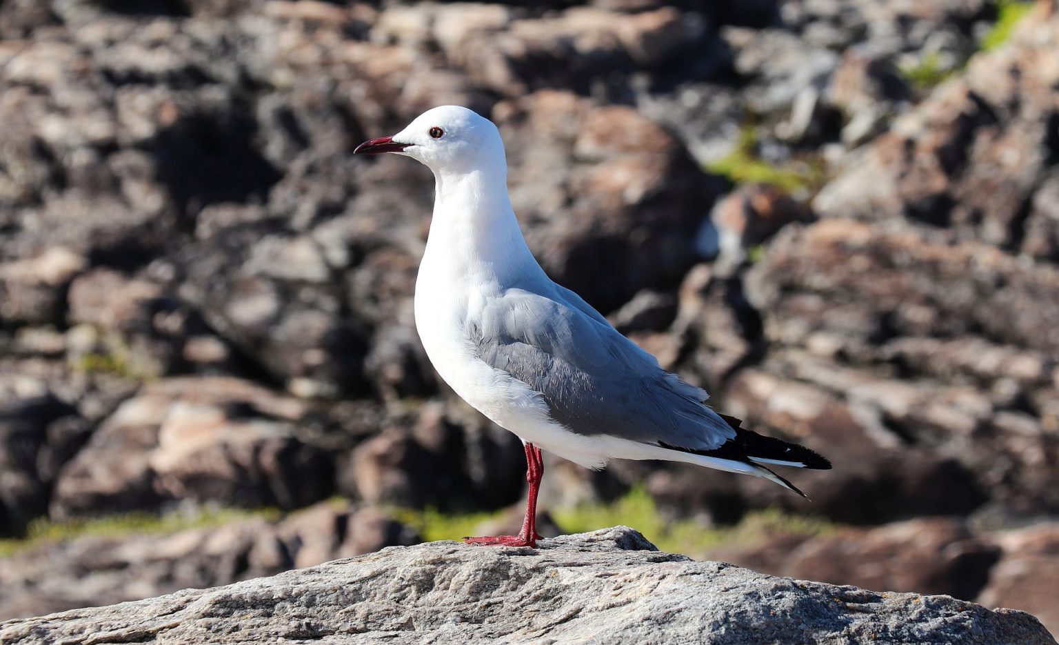 Home - Hermanus Public Protection